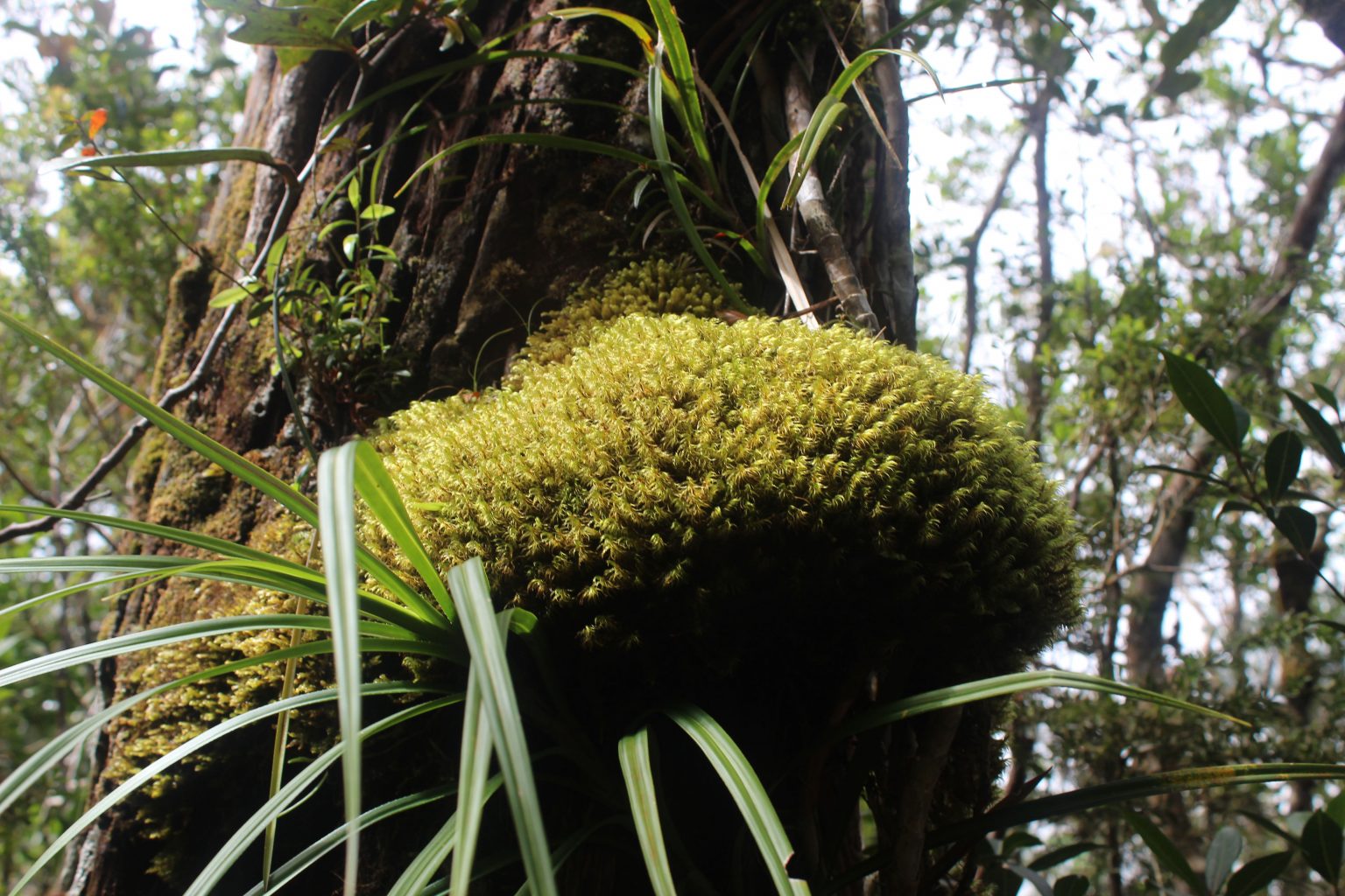 Plant Discovery in the Southern Philippines Online Exhibitions ...